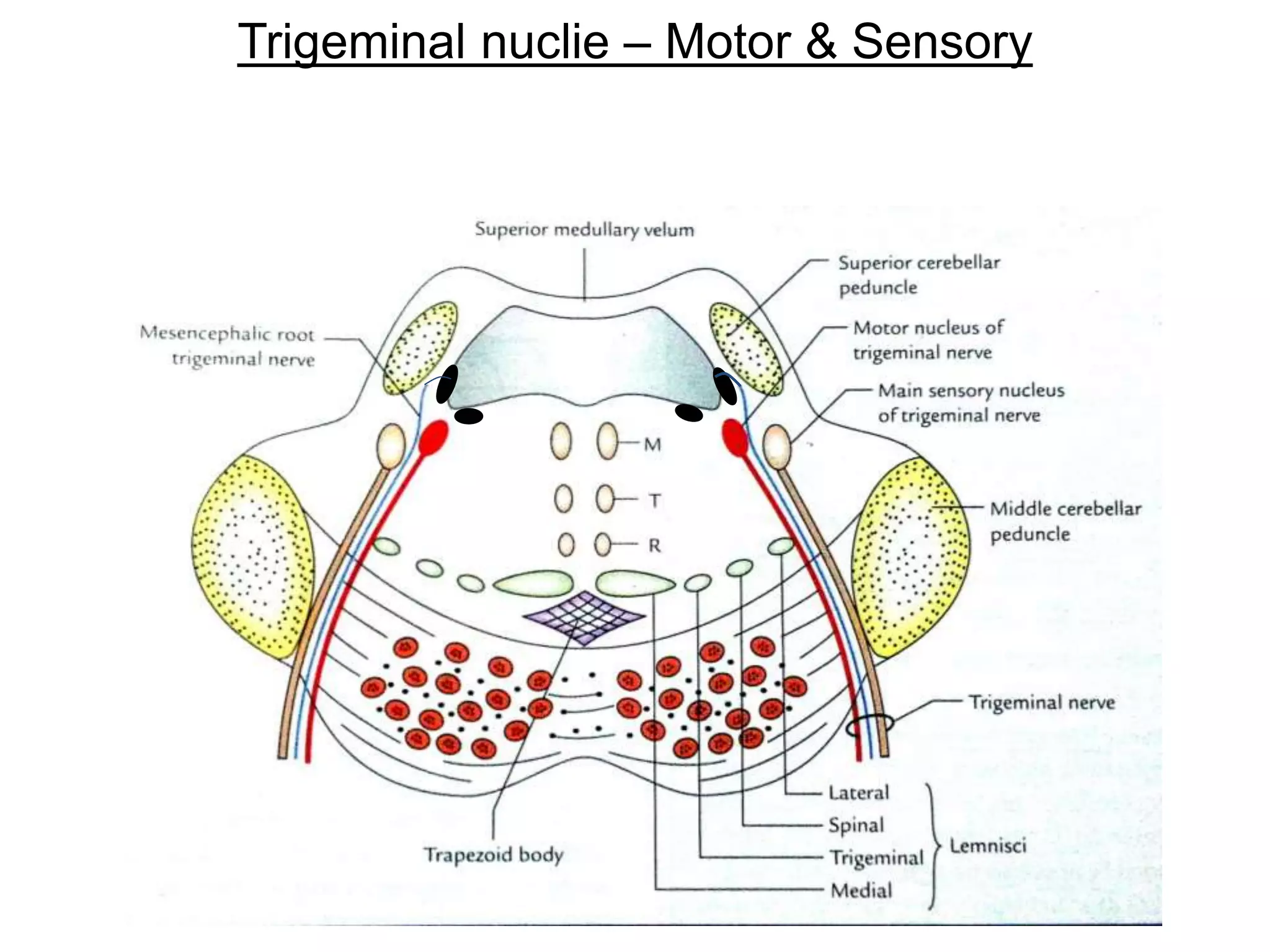 Pons Anatomy | PPTX