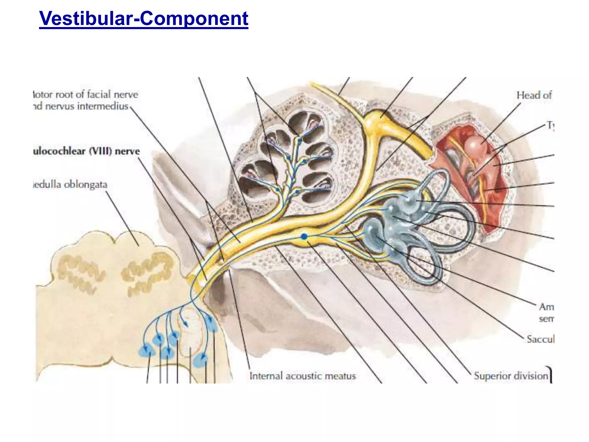 Pons Anatomy | PPTX