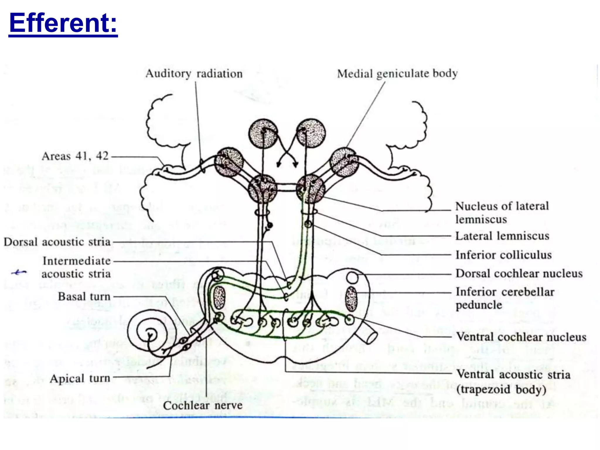 Pons Anatomy | PPTX