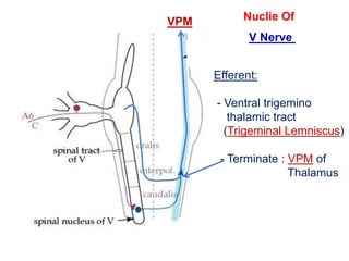 Pons Anatomy | PPTX