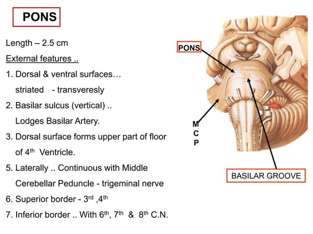 Pons Anatomy | PPTX | Death, Injury, or Military Conflict | Sensitive ...