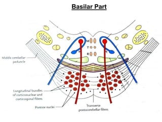 Pons Anatomy | PPT