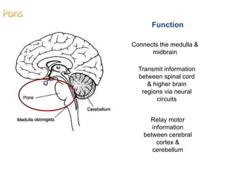 The Function Of Pons Brain