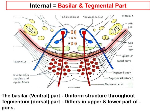 Pons Anatomy | PPT