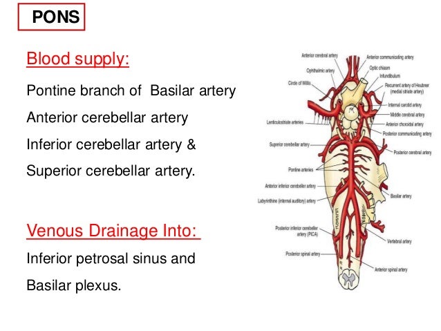 Pons Anatomy