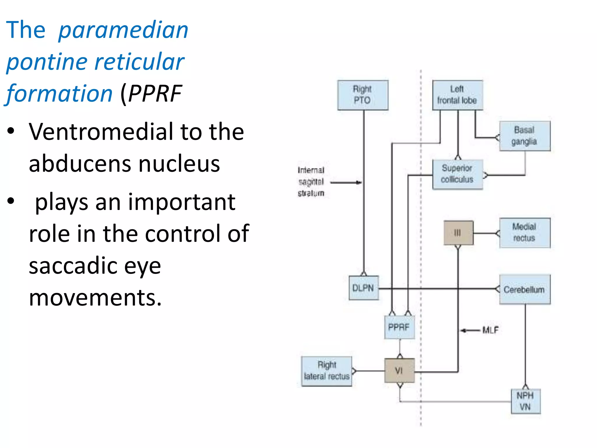 Pons anatomy and syndromes | PPTX