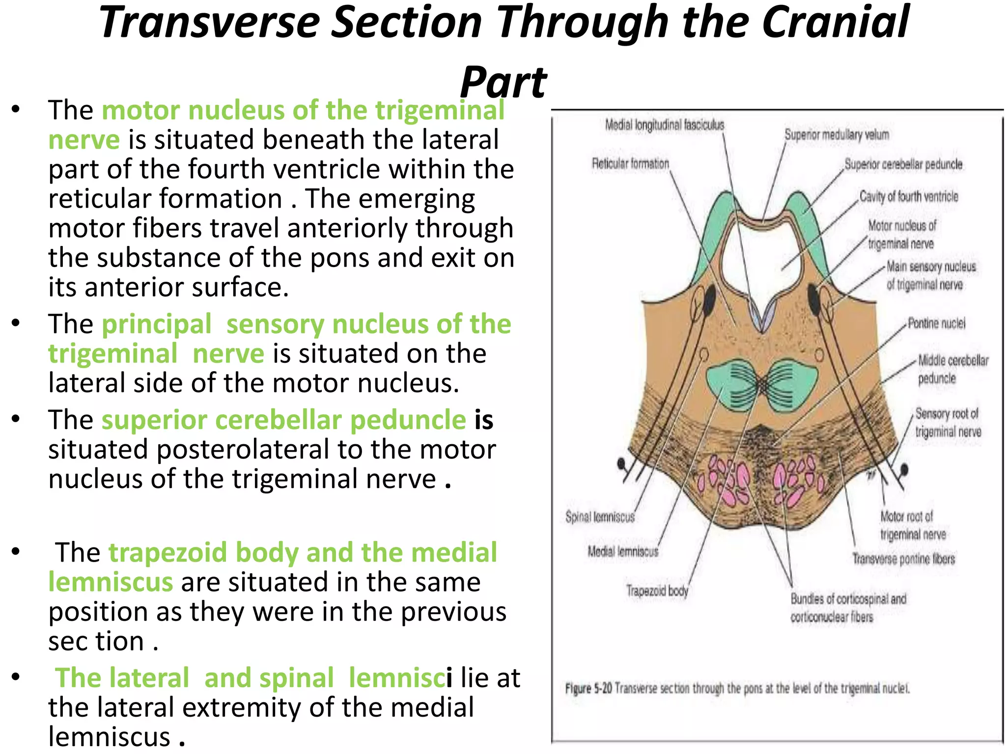 Pons anatomy and syndromes | PPTX