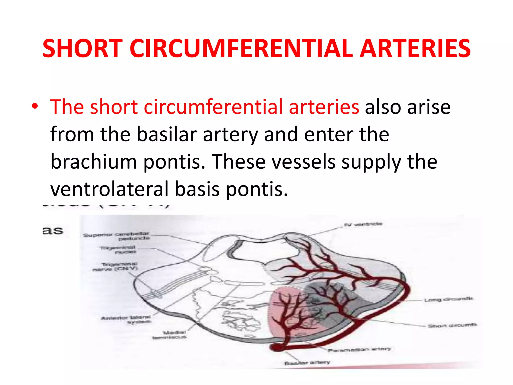 Pons anatomy and syndromes | PPTX