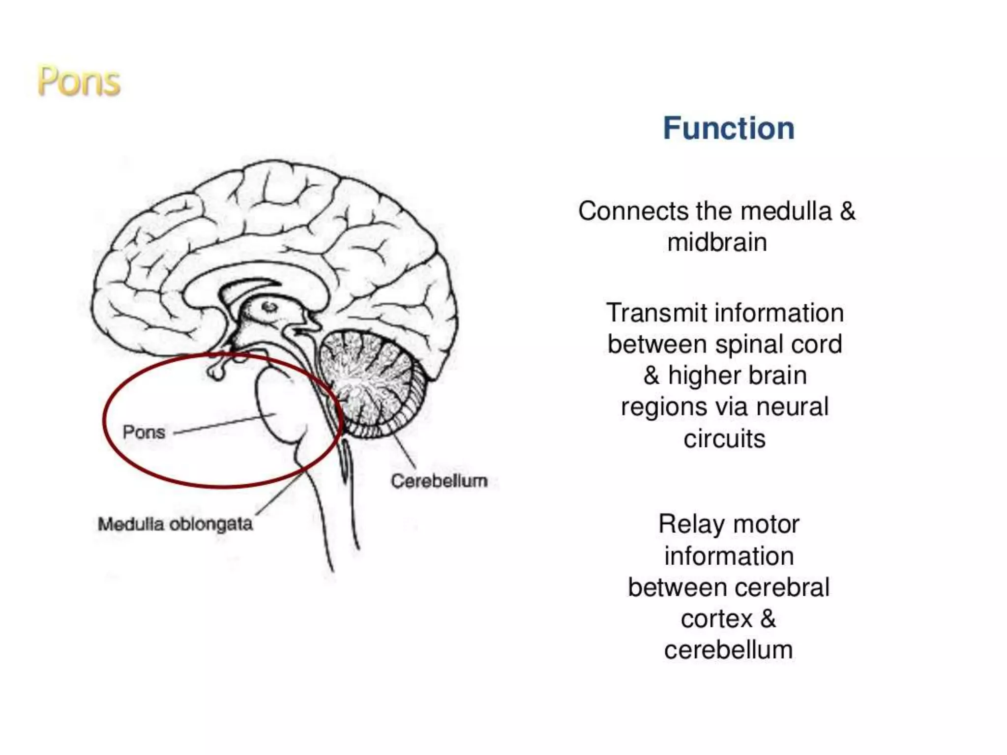 Pons anatomy and syndromes | PPTX