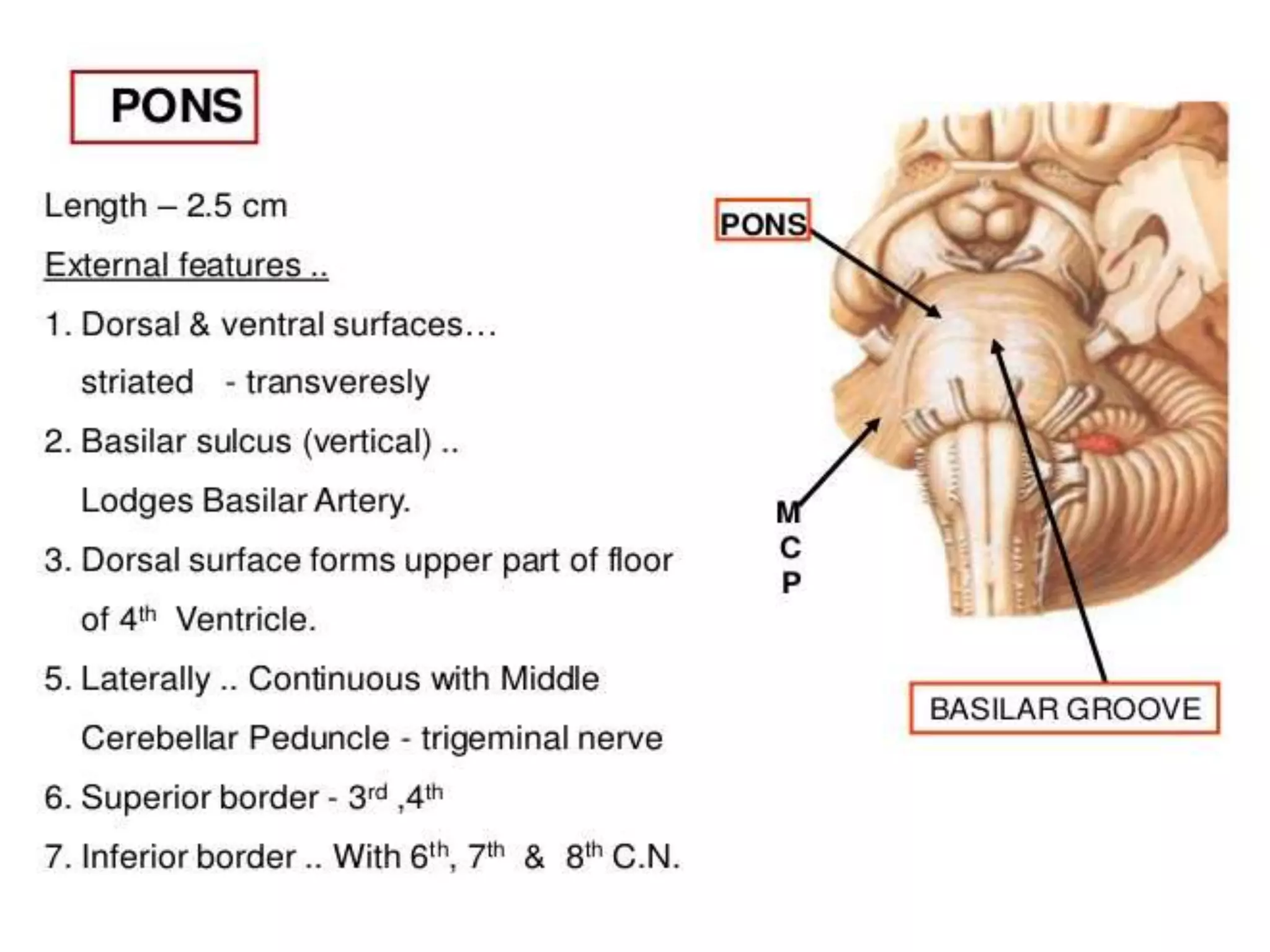 Pons anatomy and syndromes | PPTX