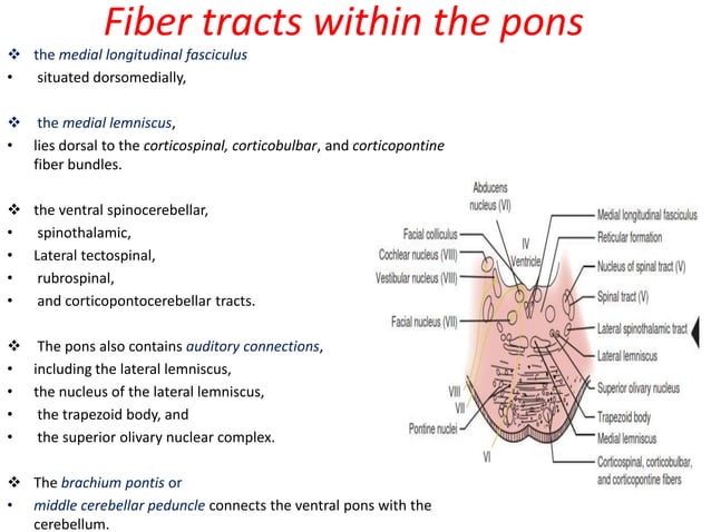 Pons anatomy and syndromes | PPTX | Death, Injury, or Military Conflict ...
