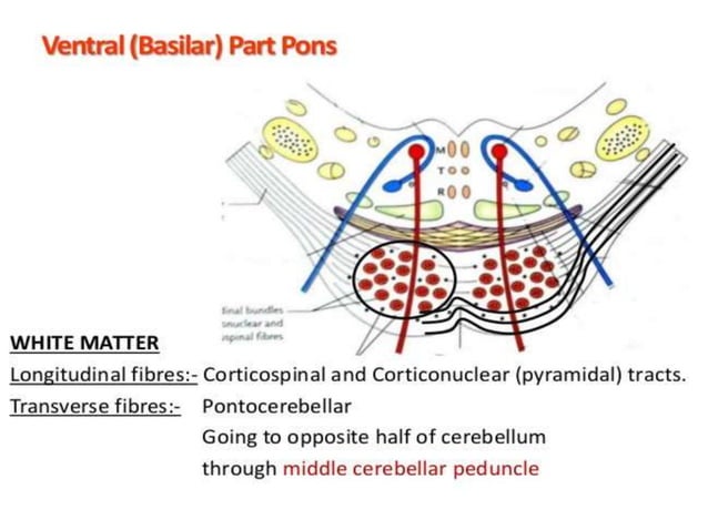 Pons anatomy and syndromes | PPTX | Death, Injury, or Military Conflict ...