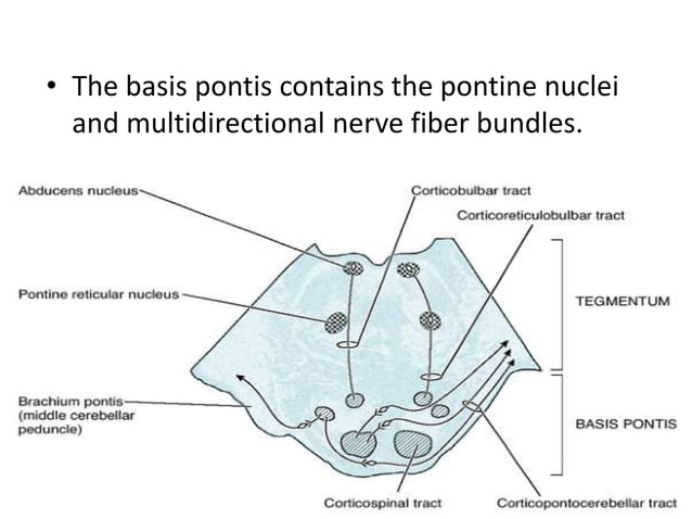 Pons anatomy and syndromes | PPTX | Death, Injury, or Military Conflict ...