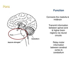 The Function Of Pons Brain