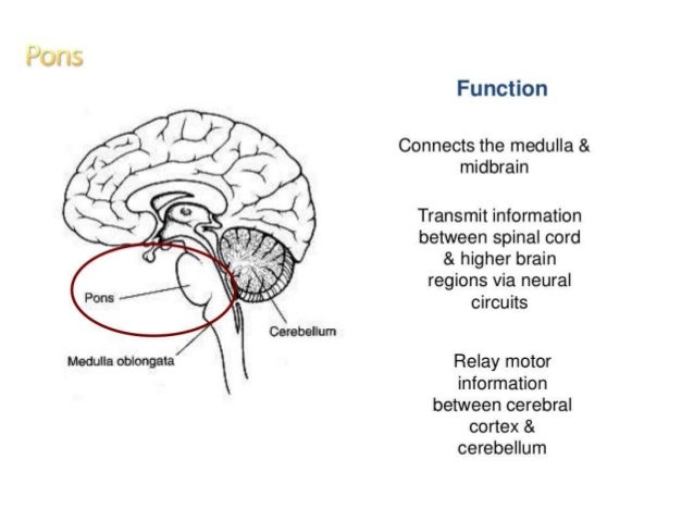 Brainstem Definition Anatomy Parts Function Kenhub