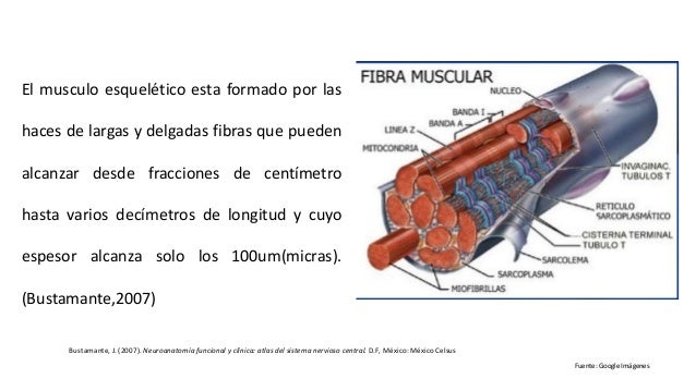estructura de musculo esqueletico