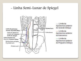 Pontos fracos da parede abdominal | PPTX
