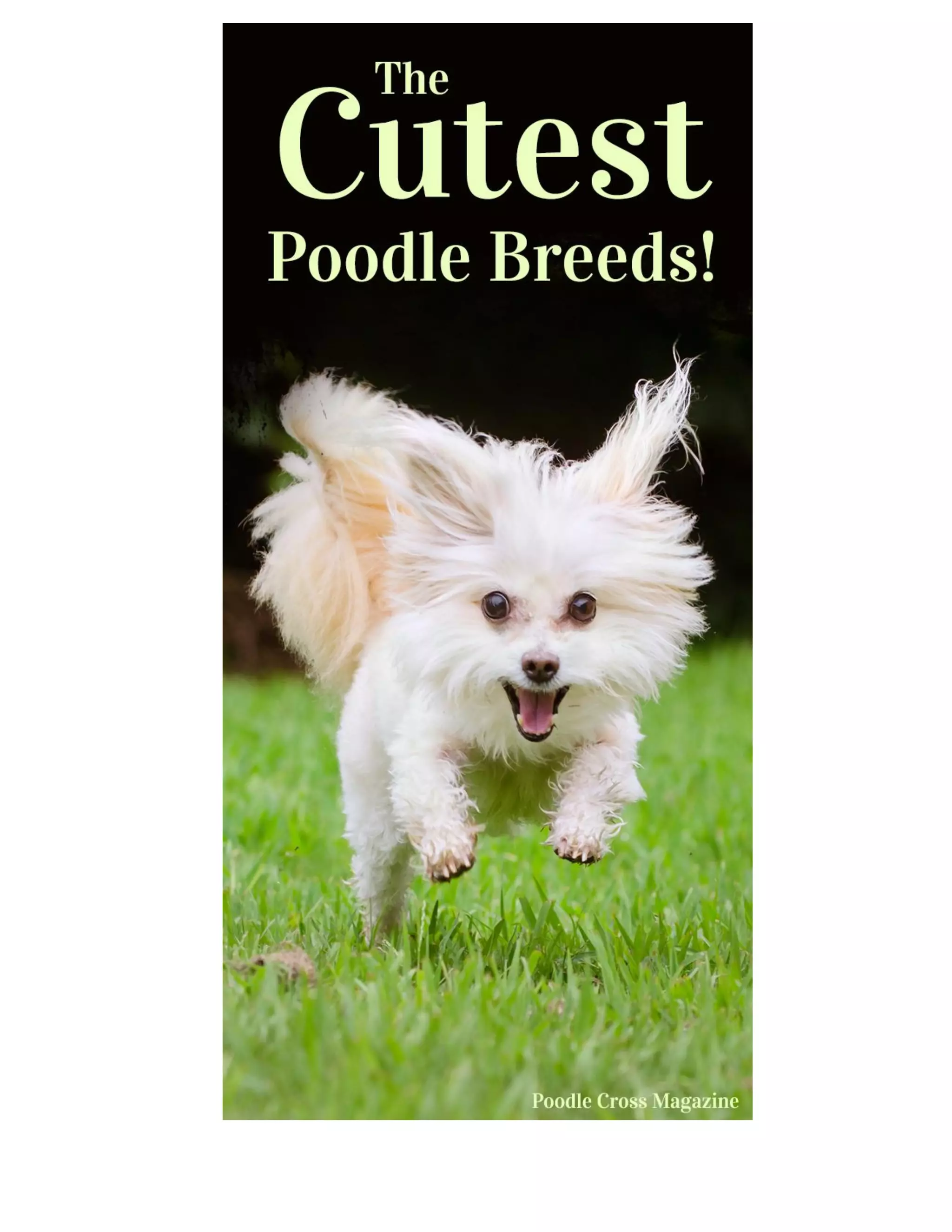 The Cutest Poodle Breeds | PDF