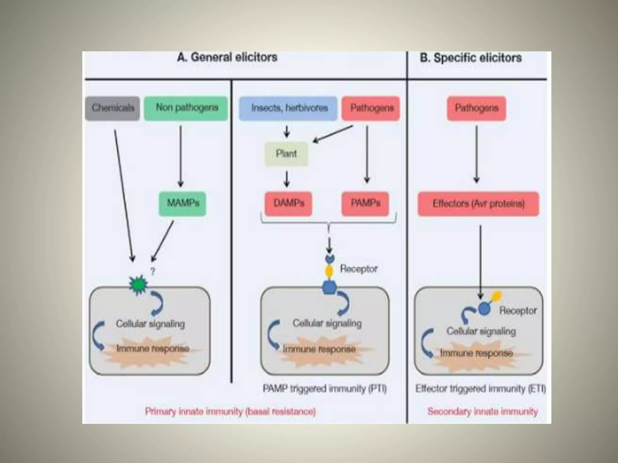 Plant Pathogen Interaction | PPTX