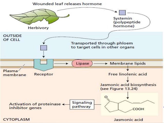 Plant Pathogen Interaction