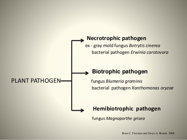 Plant Pathogen Interaction