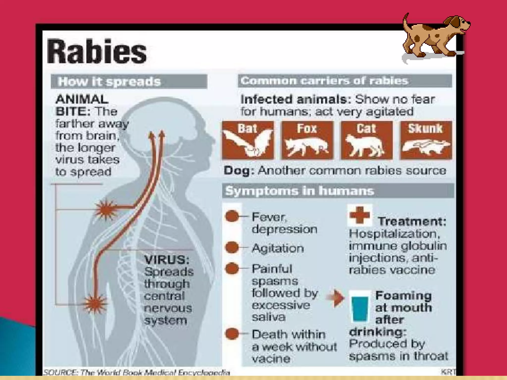 Rabies | PPTX