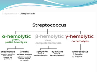Streptococcus pyogenes ,Introduction,classification | PPTX