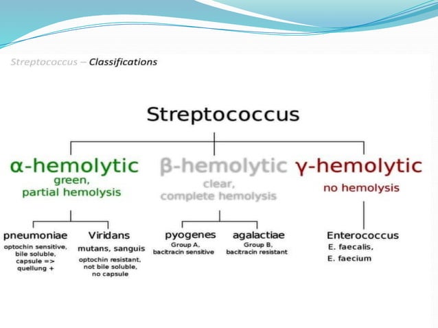 Streptococcus pyogenes ,Introduction,classification | PPT