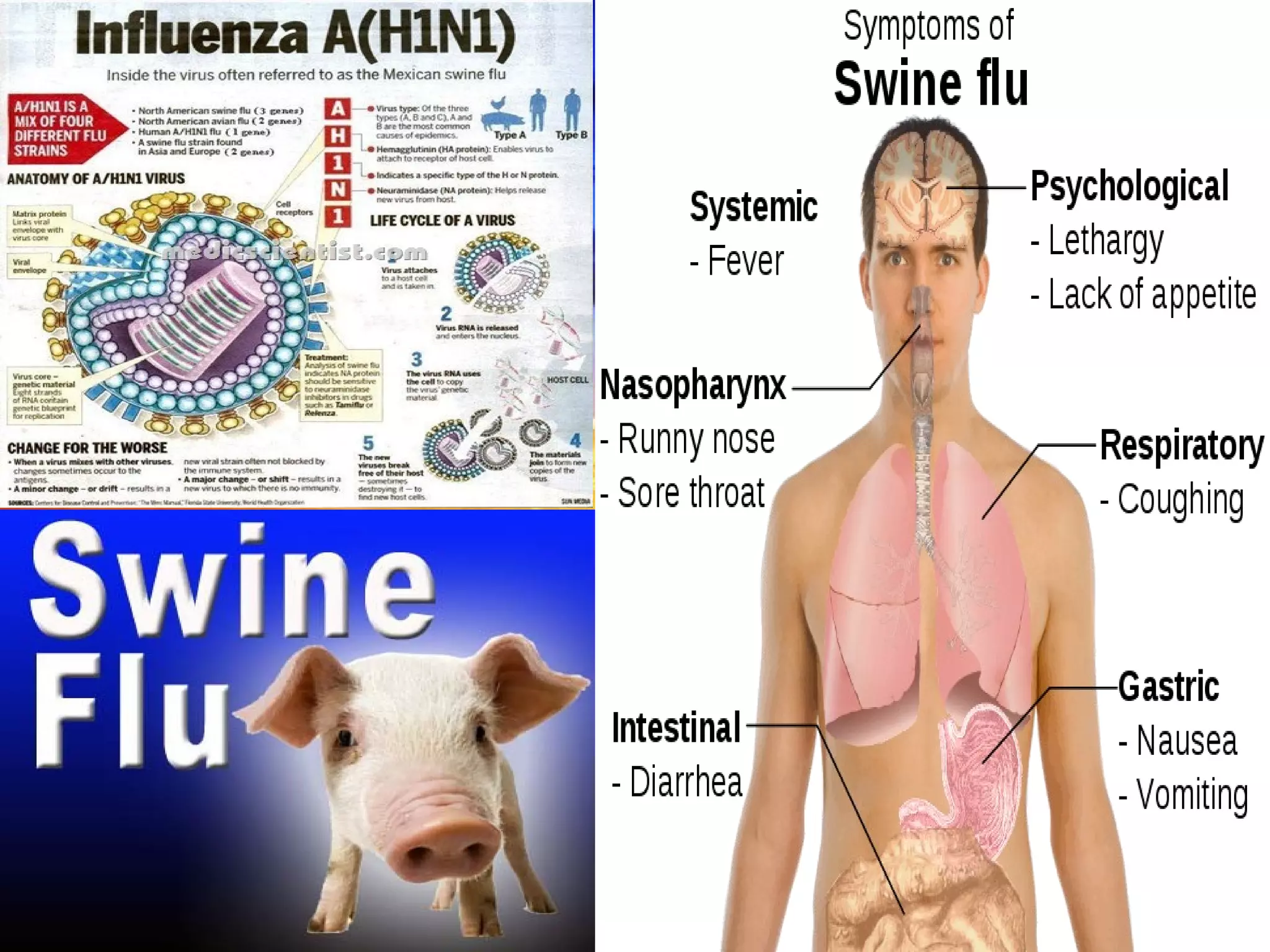 Pooja bhojwani | PPT