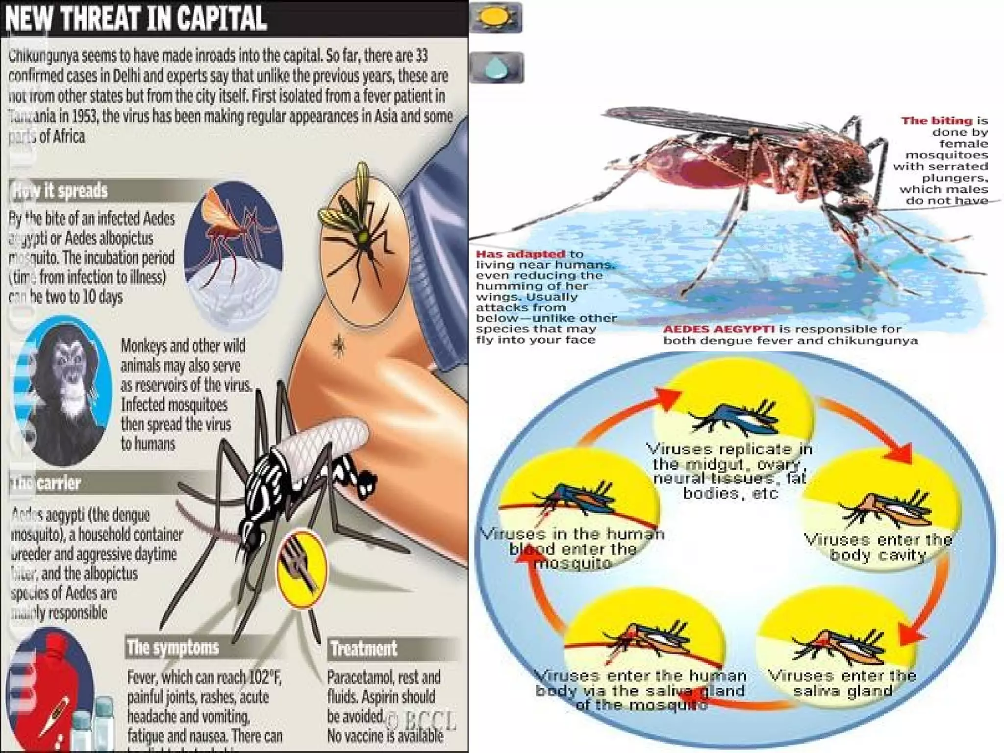 Pooja bhojwani | PPT