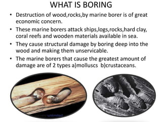 fouling and boring | PPTX