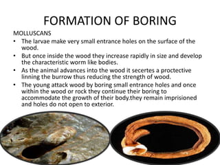 fouling and boring | PPTX
