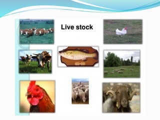 ROLE OF RUMINENTS IN INTEGRATED FARMING | PPTX
