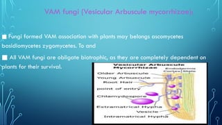 Mycorrhiza soil and agricultural Microbiology | PPTX