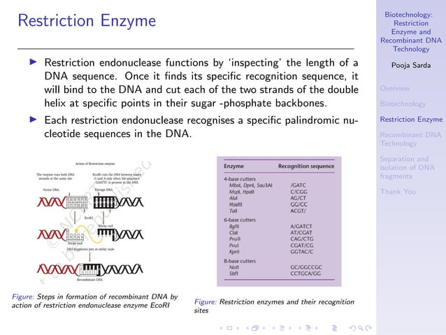Biotechnology: Restriction Enzyme and Recombinant DNA Technology | PDF