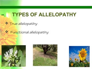 Poonam allelopathy –a tool for weed mgt | PPT | Agriculture | Industries
