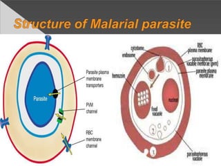 introduction, definition, incubation period.pptx
