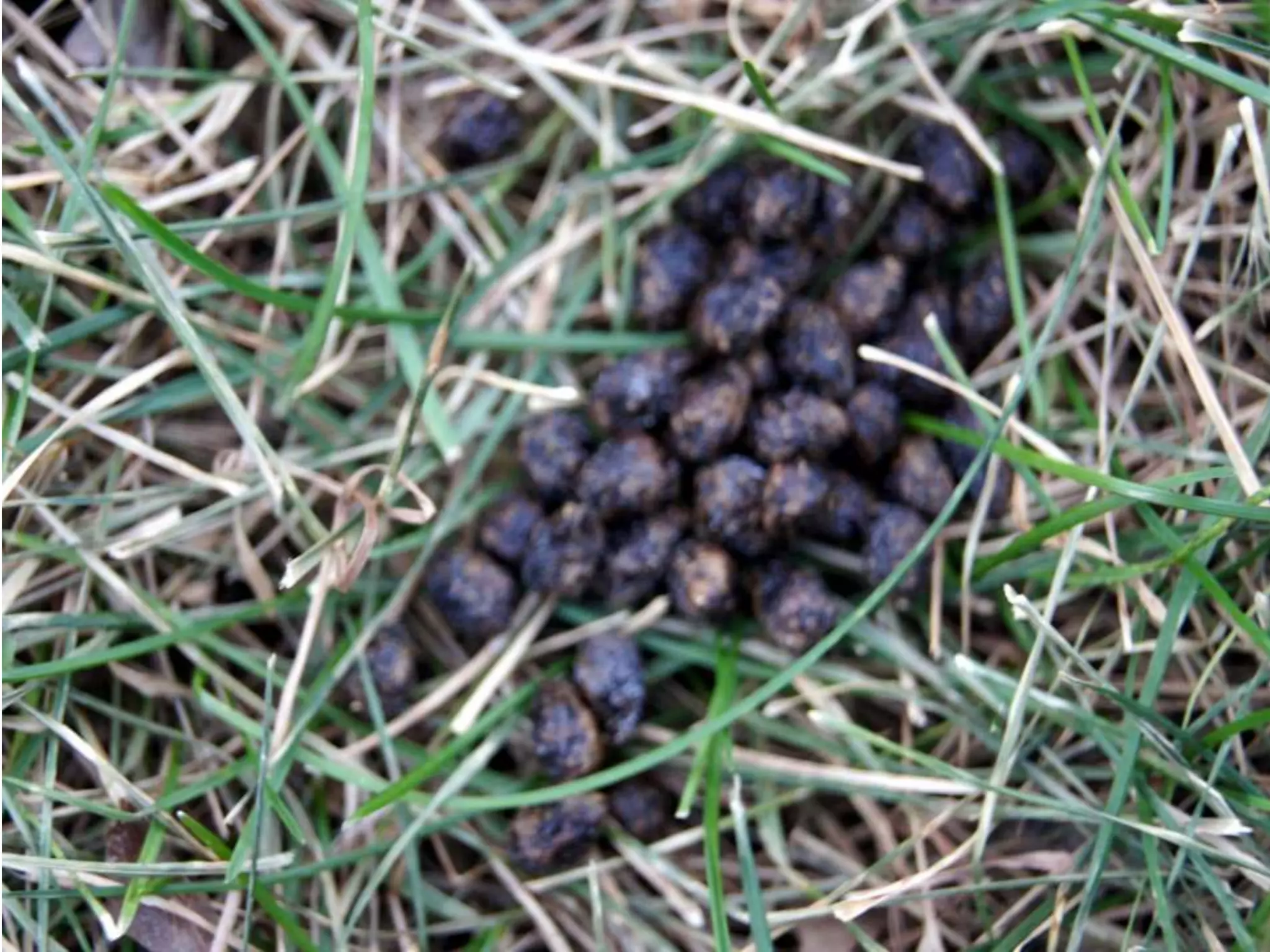 Poop and animals | PPT