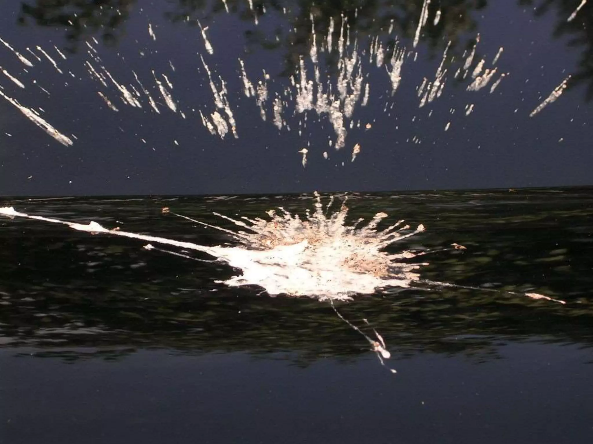 Poop and animals | PPTX