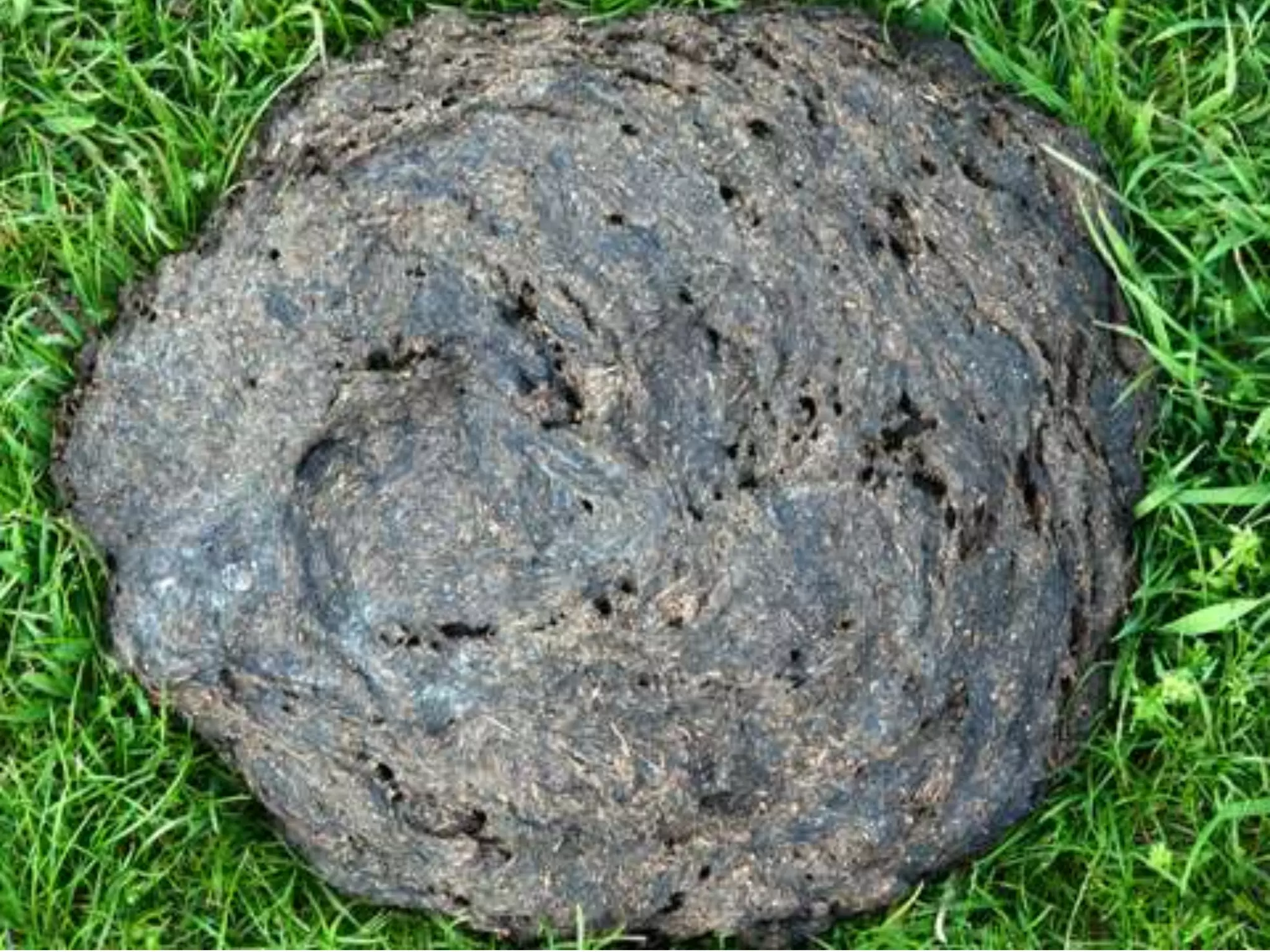 Poop and animals | PPT