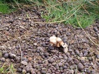 Poop and animals | PPT