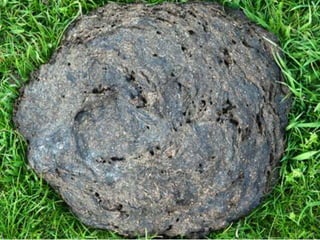 Poop and animals | PPT