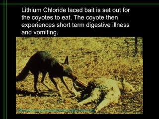 Can coyotes be conditioned to not like the taste of sheep? | PPT