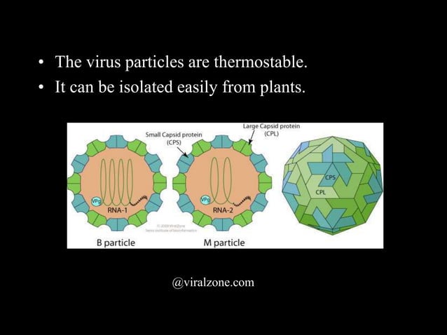 cowpea mosaic virus, cowpea aphid mosaic virus | PPTX | Infectious ...