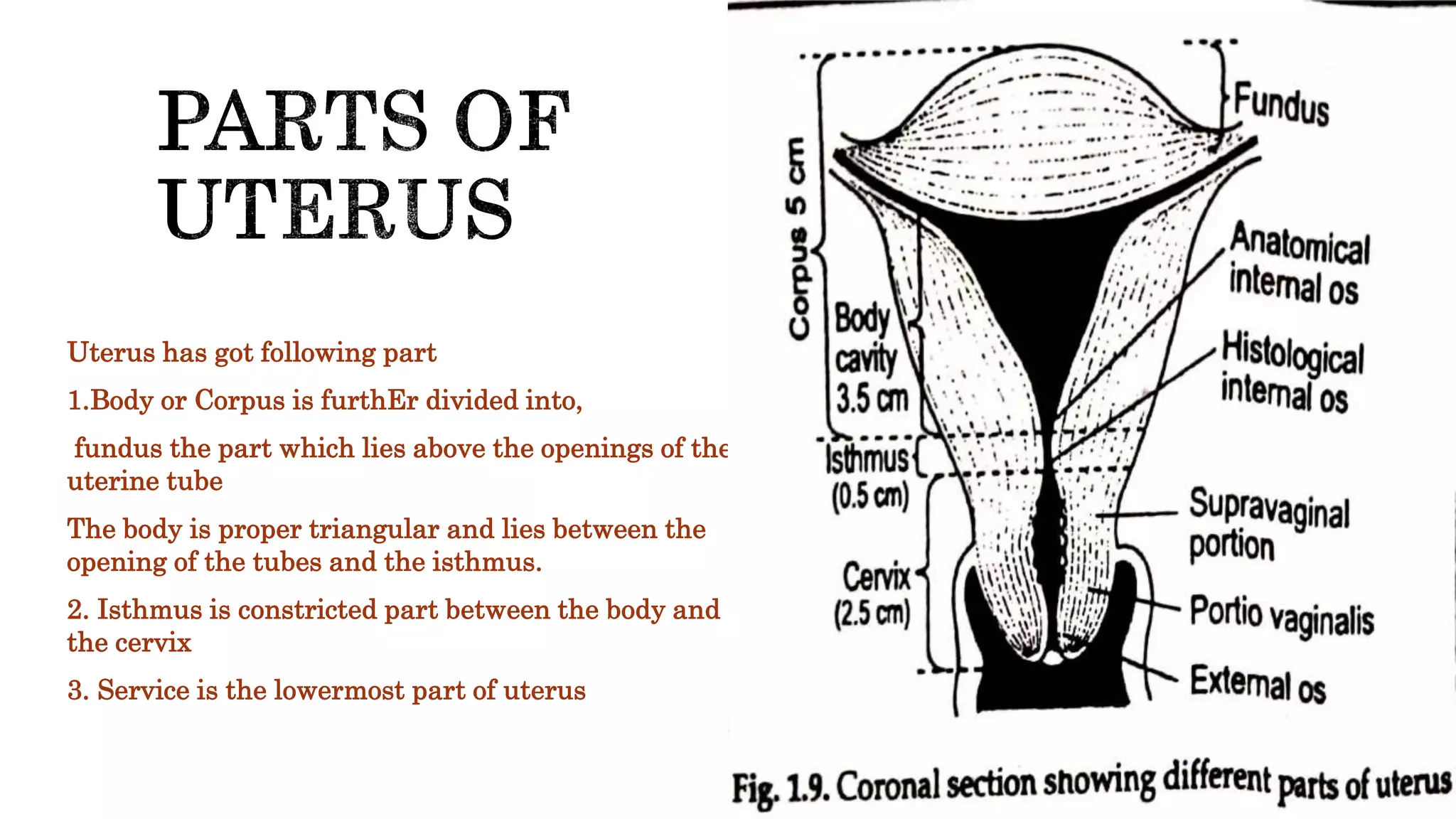 Retroverted uterus | PPTX