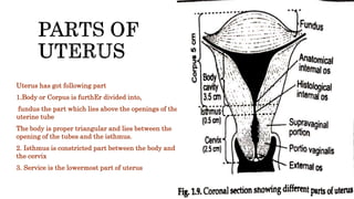 Retroverted uterus | PPTX