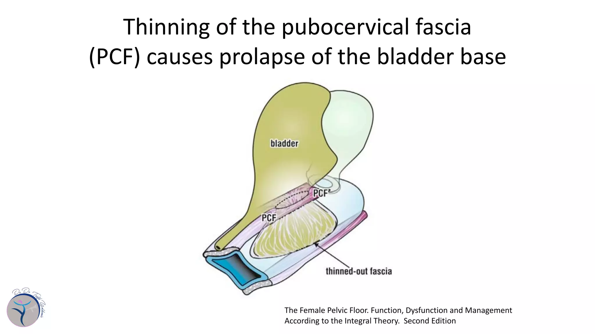 Pelvic anatomy in relation with pelvic organ prolapse | PDF