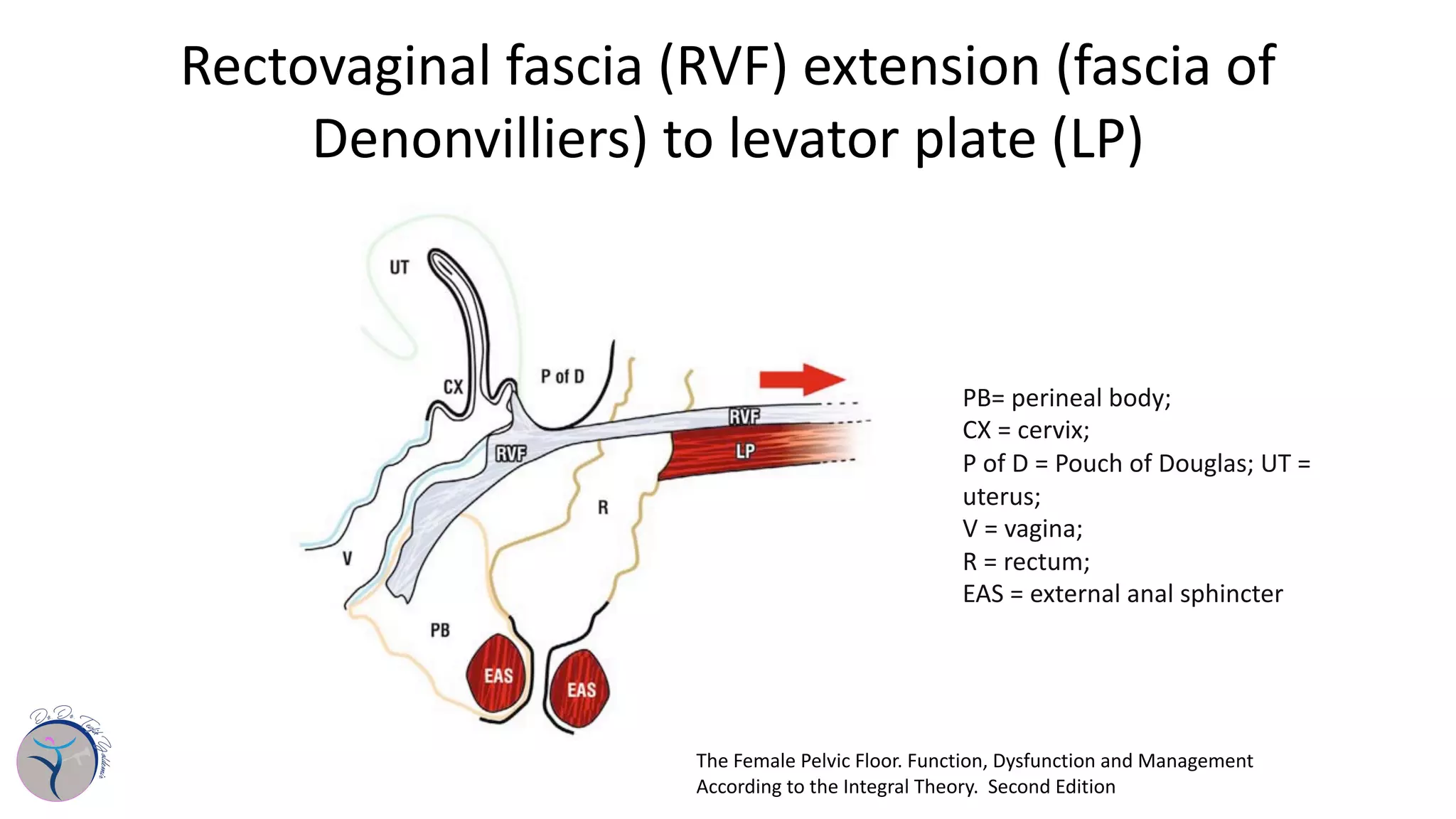 Pelvic anatomy in relation with pelvic organ prolapse | PDF
