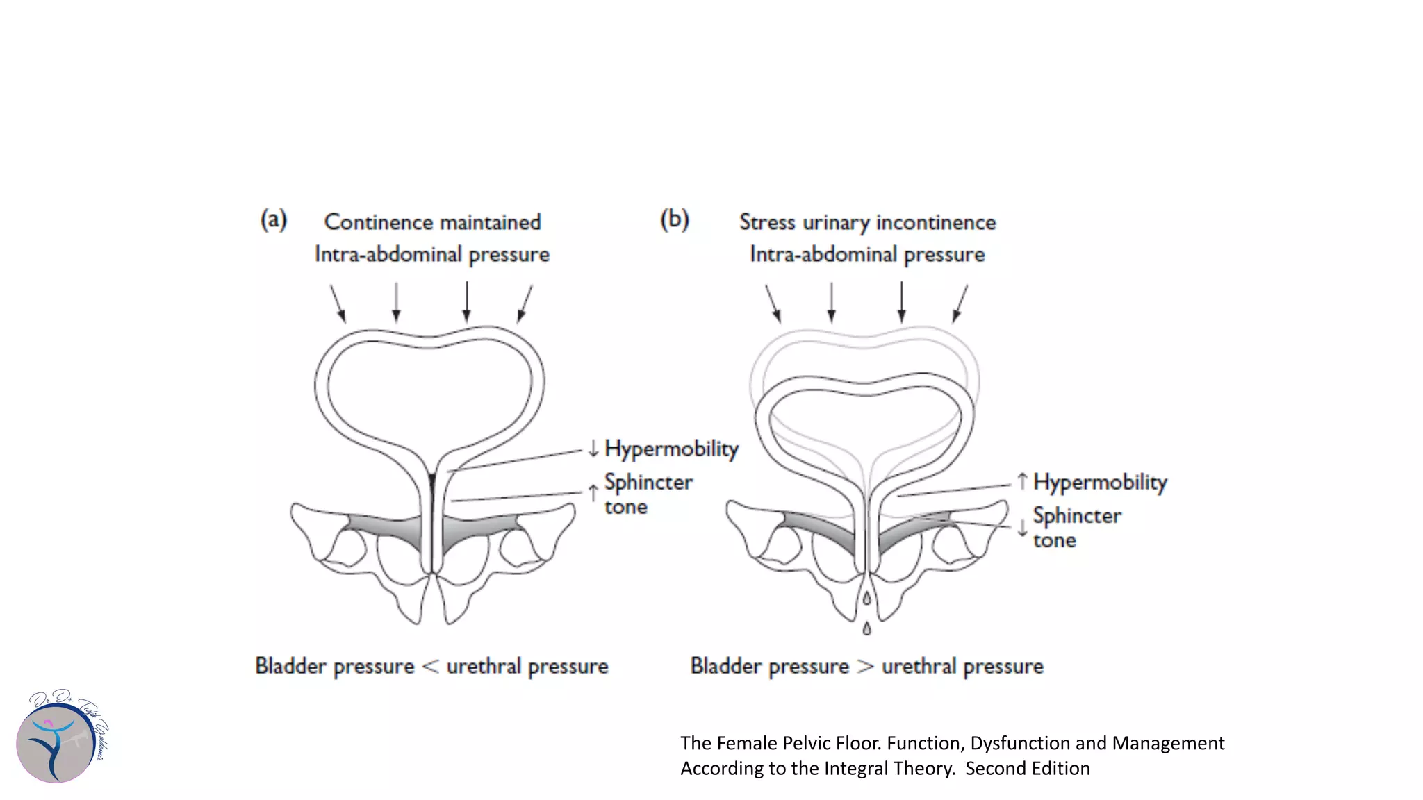 Pelvic anatomy in relation with pelvic organ prolapse | PDF
