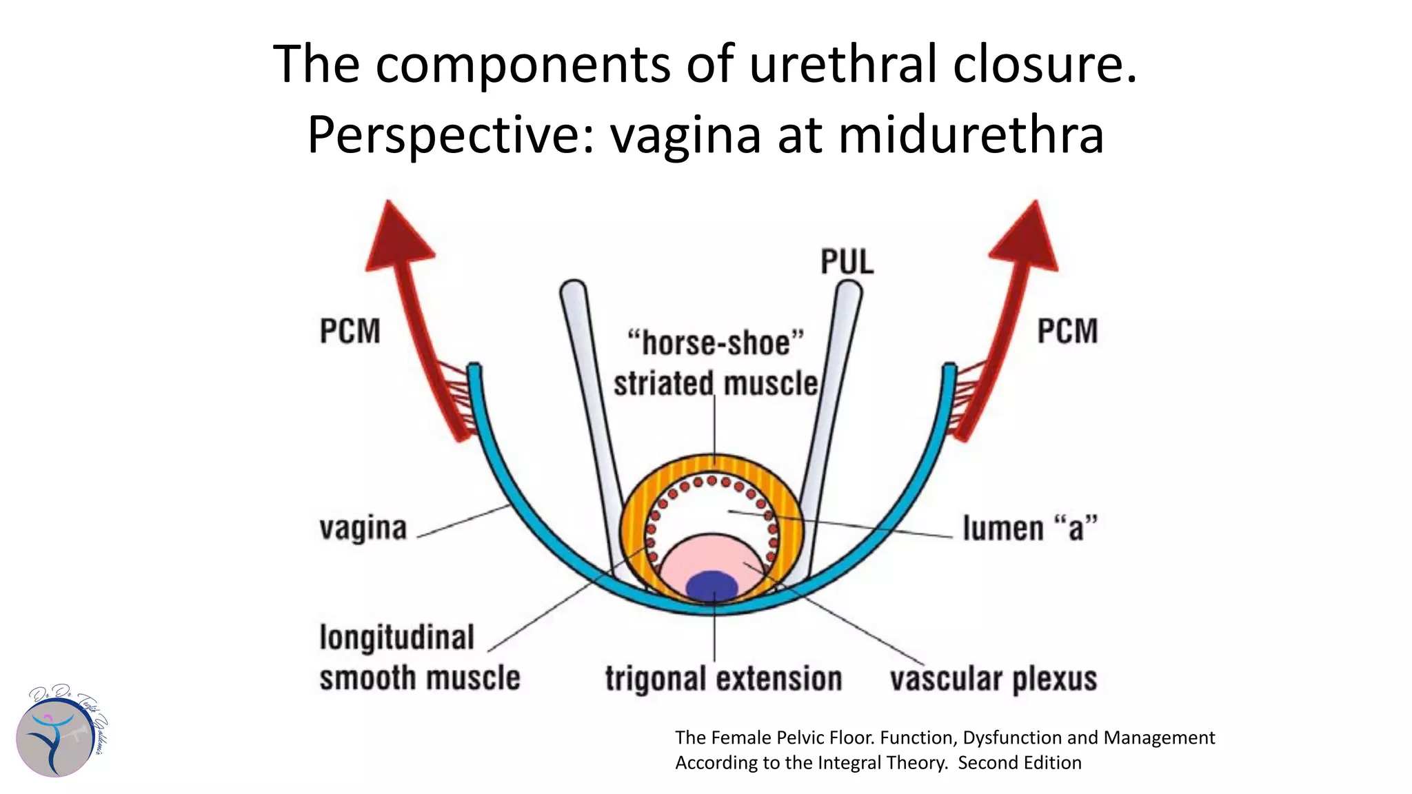 Pelvic anatomy in relation with pelvic organ prolapse | PDF